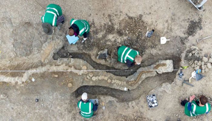 Fosil Naga Laut Terbesar di Dunia Ditemukan, Umurnya 180 Juta Tahun